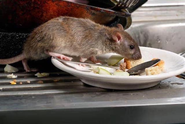 DIY vs Professional Rat Control: Which Is Best? - Pest Exterminators Surrey